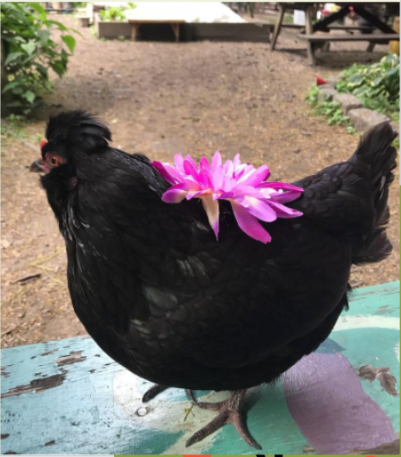 Home | chickenfriend