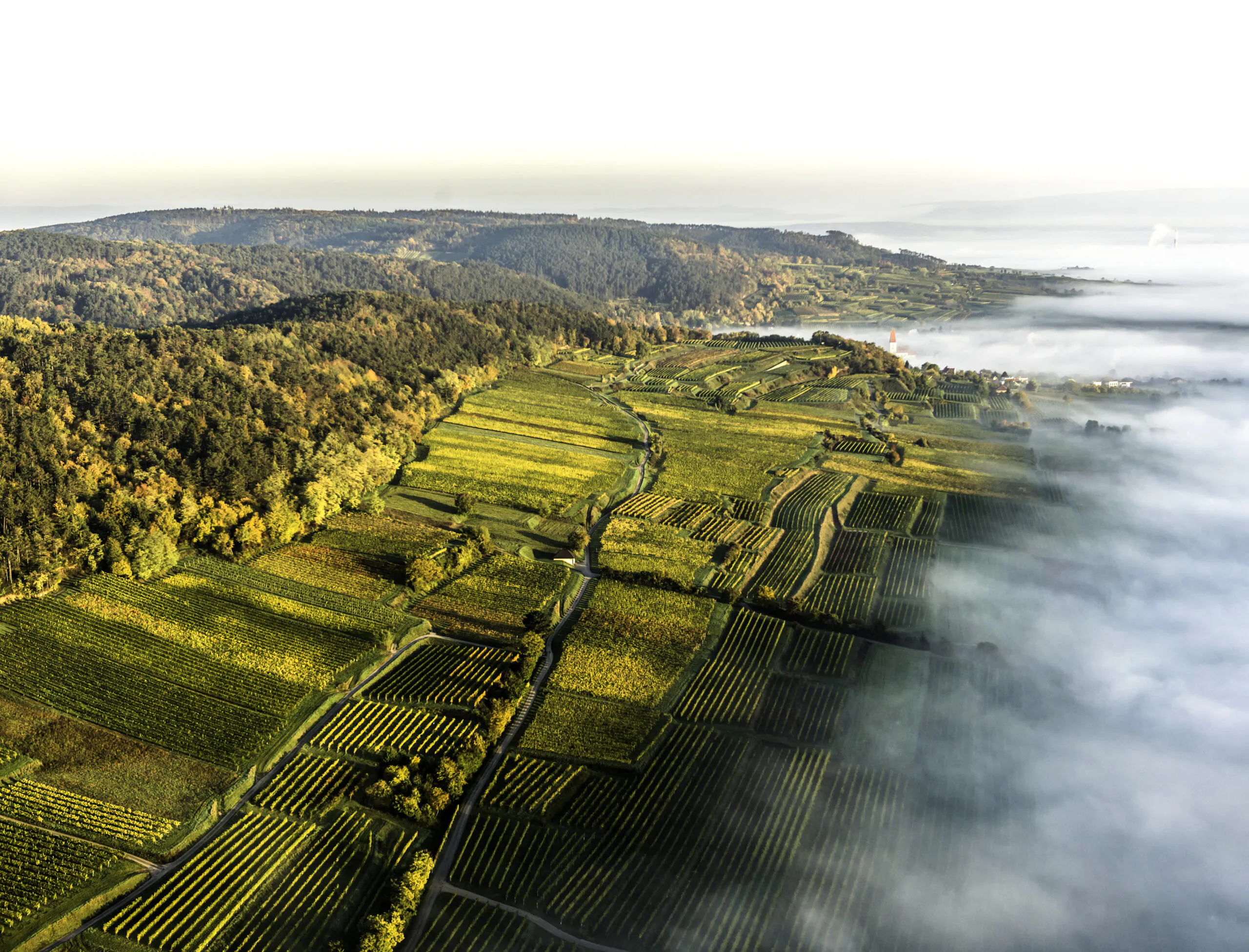 A Taste of Austria: An Exclusive Wine Tasting with Markus Huber (5/7 ...