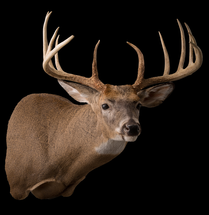 Taxidermist in Iowa - Raccoon Valley Taxidermy, Redfield Des Moines