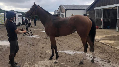 Starsong | Mick Appleby Racing