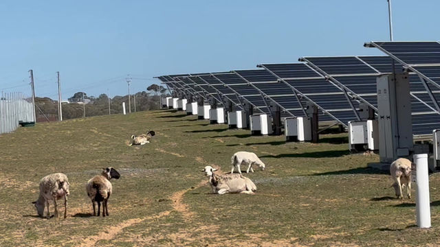 Woke Sheep And Climate Cult Mushrooms