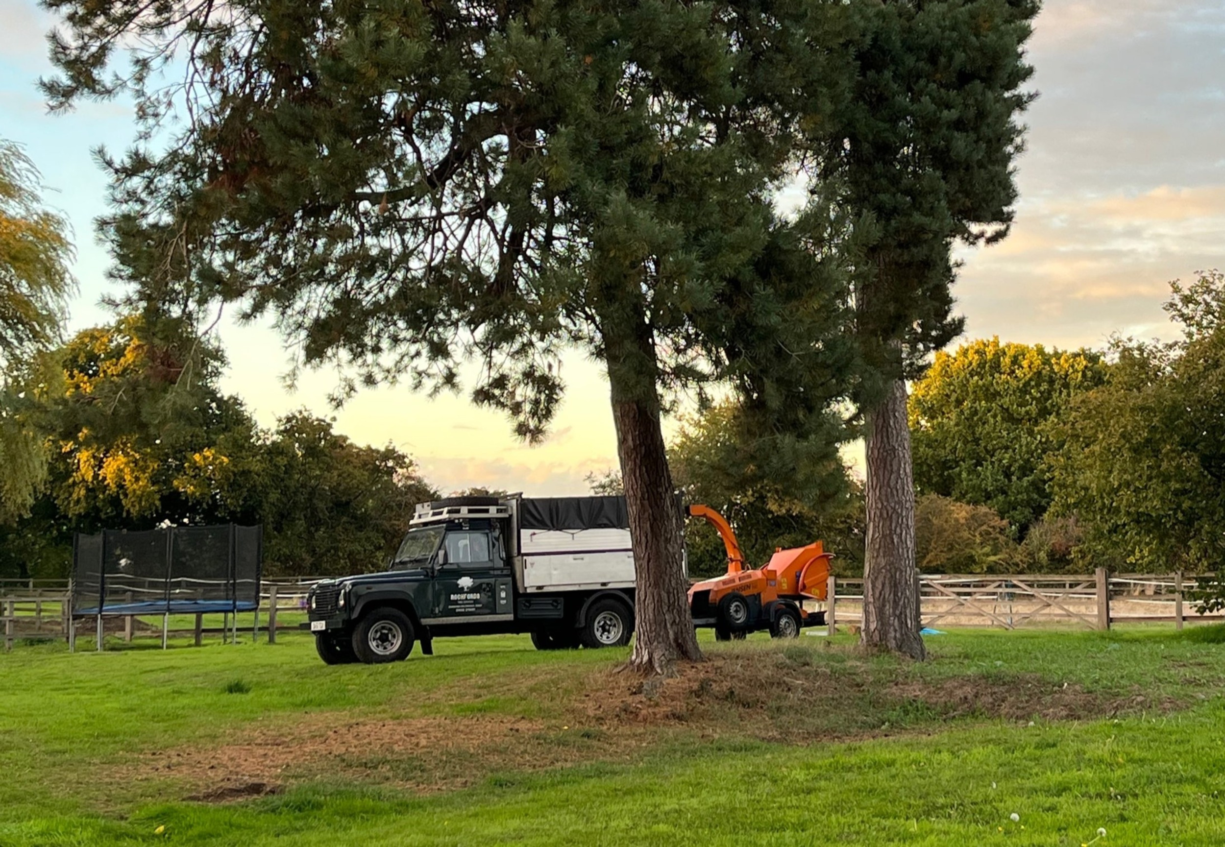Tree Surgery | Rochfords Tree Services