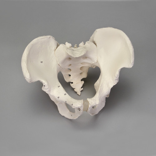 Carolina® Human Male Skeletal Pelvis, Plastic | Carolina Singapore