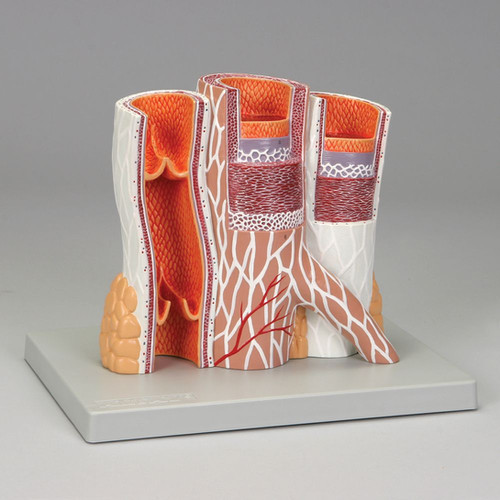 Altay Microstructure of Artery and Vein Model | Carolina Singapore