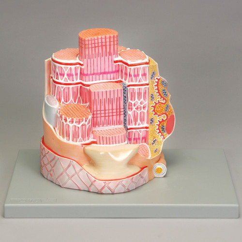Altay Skeletal Muscle Fiber Model | Carolina Singapore