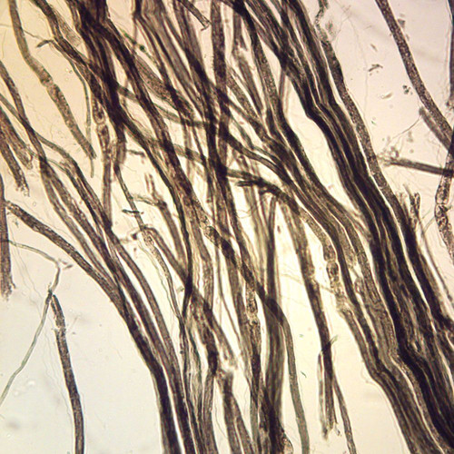 Mammal Nerve Fibers, teased Microscope Slide | Carolina Singapore