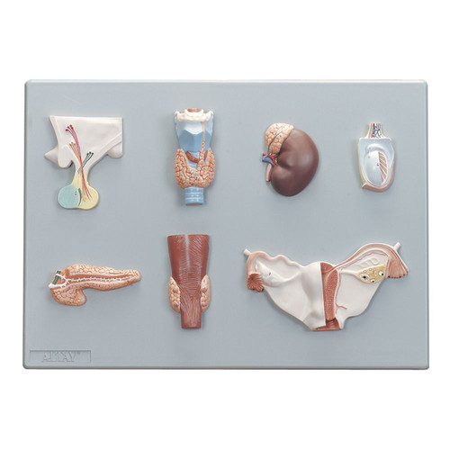 Altay Human Endocrine Organs Model | Carolina Singapore