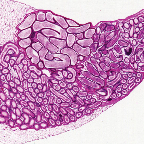 Mammal Epididymis Microscope Slide | Carolina Singapore