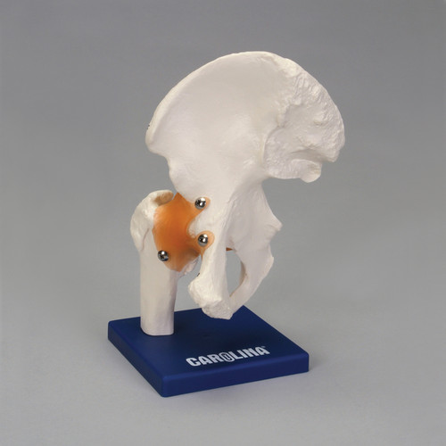 Carolina® Human Hip Joint Model | Carolina Singapore