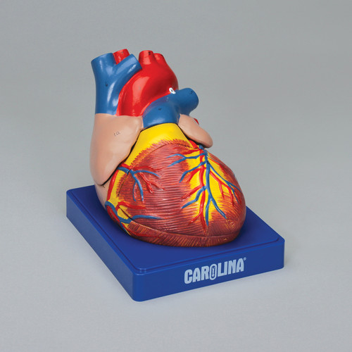 Carolina® Human Heart Model | Carolina Singapore