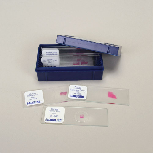 Types of Skin Microscope Slide Set | Carolina Singapore