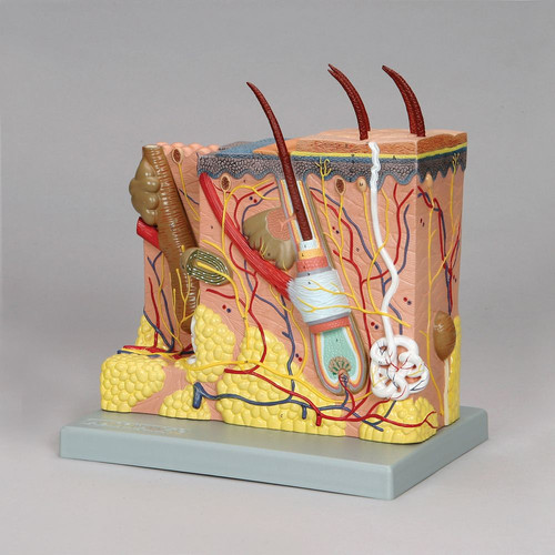 Altay Human Skin Model | Carolina Singapore