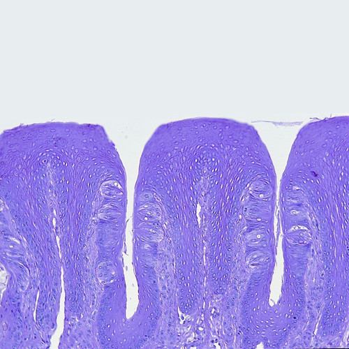 Digestive Tract Microscope Slide Set | Nantah Capital 2022