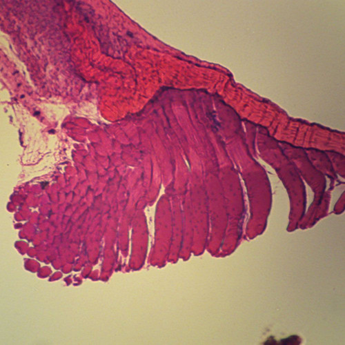 Mammal Muscle-Tendon junction Microscope Slide | Carolina Singapore