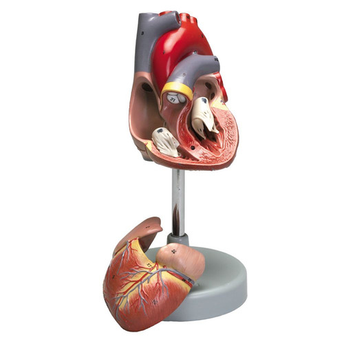 Altay Human Heart Model | Nantah Capital 2022