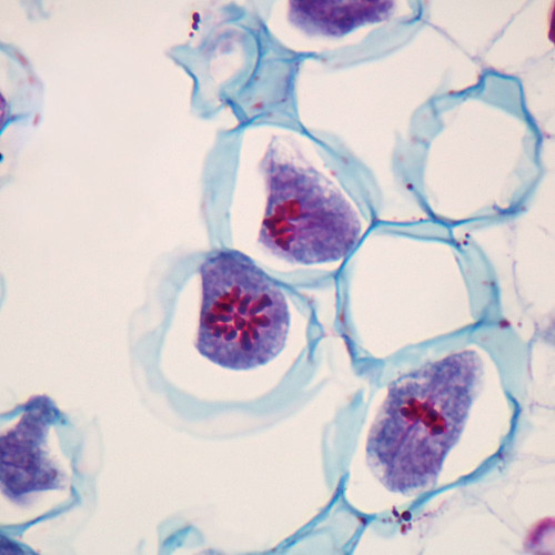 Lily Anther First Meiotic Division Slide 12 µm | Carolina Singapore