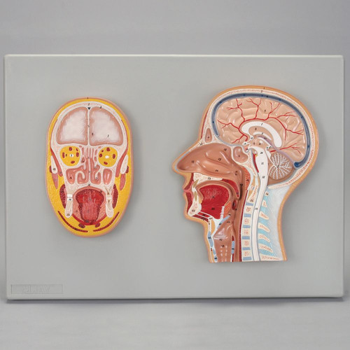 Altay Frontal and Median Human Head Sections Model | Nantah Capital 2022