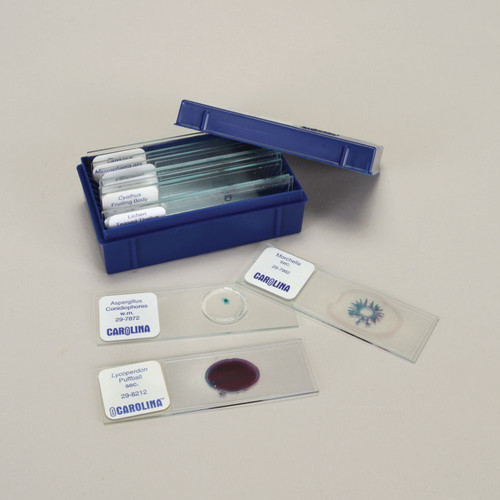 Beginner's Fungi Microscope Slide Set | Nantah Capital 2022