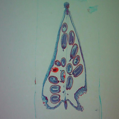 Persimmon Endosperm Microscope Slide | Carolina Singapore