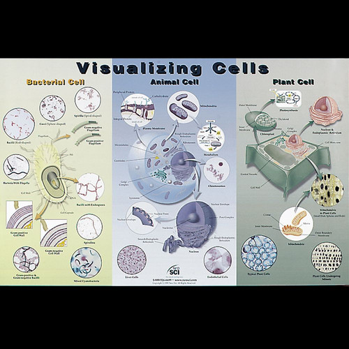 Visualizing Cells Microscope Slide and Poster Set | Nantah Capital 2022