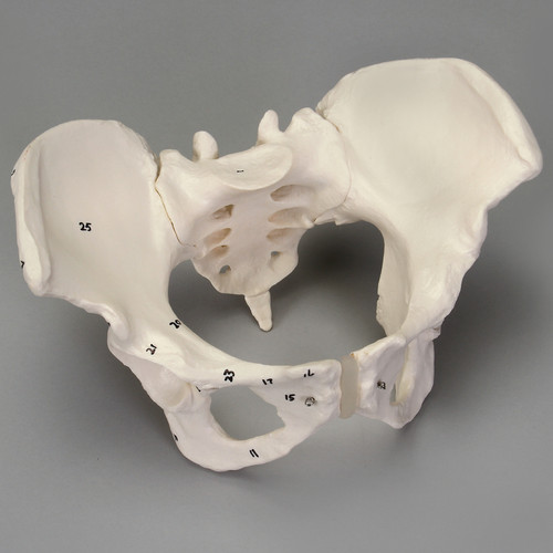 Carolina® Human Female Skeletal Pelvis, Plastic | Carolina Singapore