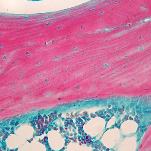 Mammal Fibrocartilage Slide | Carolina Singapore