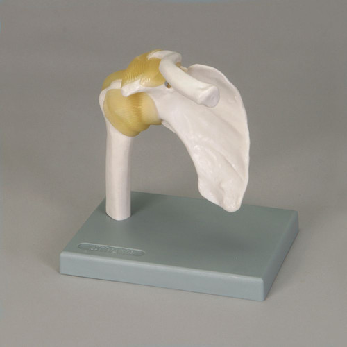 Altay Economy Shoulder Joint Model | Carolina Singapore