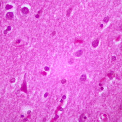 Human Cerebral Cortex Microscope Slide | Carolina Singapore