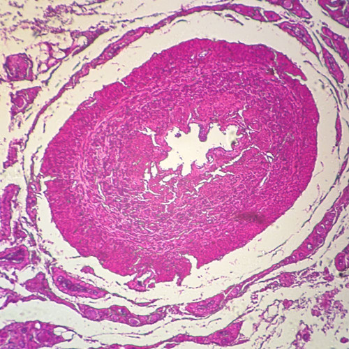 Human Ductus Deferens Microscope Slide | Carolina Singapore