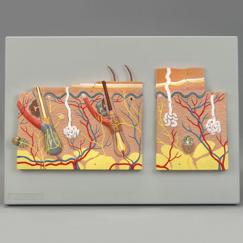 Altay Microstructure of Skin Model | Nantah Capital 2022