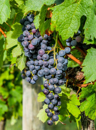 Chambourcin | Todhunter Vineyards