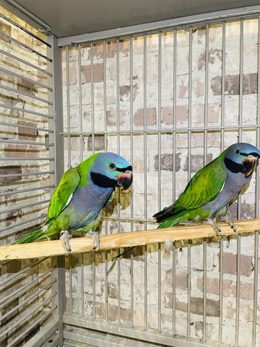 Baby Derbyan Parrot | Parrot for sale