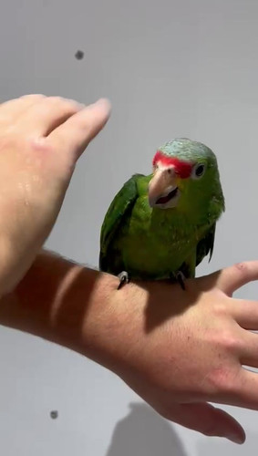 Red-lored Amazon Baby Parrot for Sale – Hand-Reared & Tame – UK Delivery
