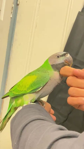 Baby Lord derbyan Talking Parrot | Parrot for sale
