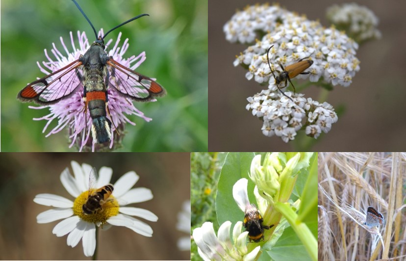 Meet the Insects