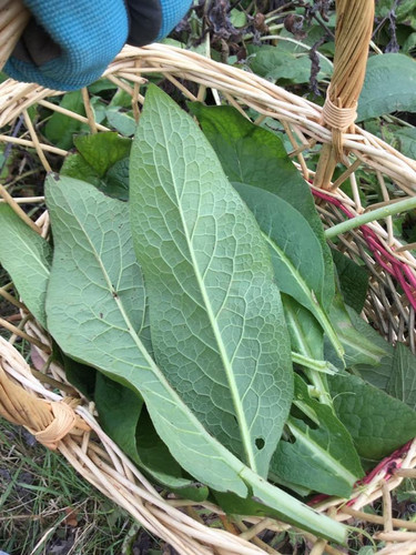 Comfrey root cutting | Goshen Acres