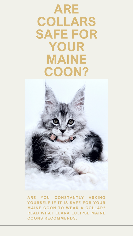 Are Collars Safe for Your Maine Coon? | Pros, Risks & Safer Alternatives