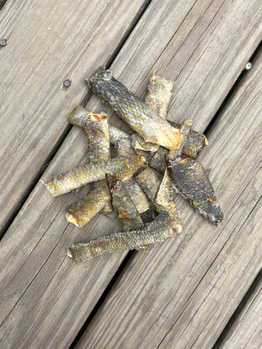 Tile Fish Skins | Mysite