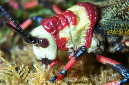 SAUTERELLES - CRIQUETS | ARTHROPODIA