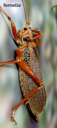 Nesonotus reticulatus | ARTHROPODIA