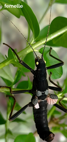 Peruphasma schultei "Pink wings" | ARTHROPODIA