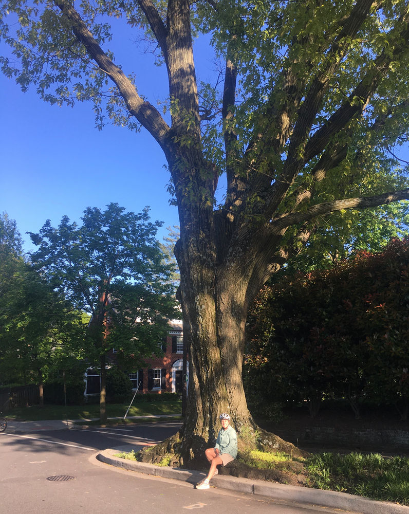 Urban Forestry and Tree Canopy: A Pathway to Climate Resilience