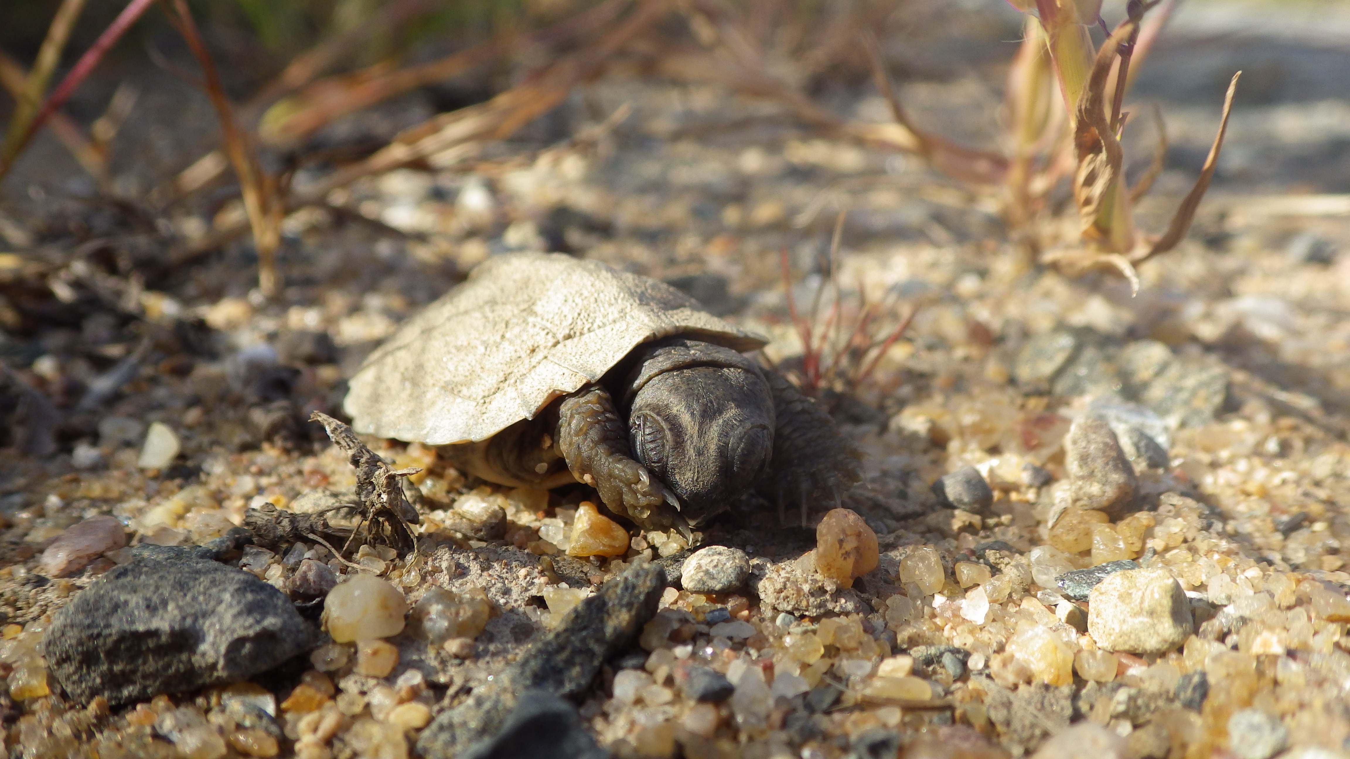 Wood Turtle Monitoring & Stewardship | carp