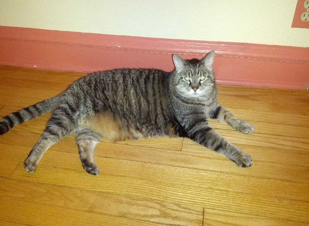 'The Goodbye Cat,' a Book I've Never Needed More