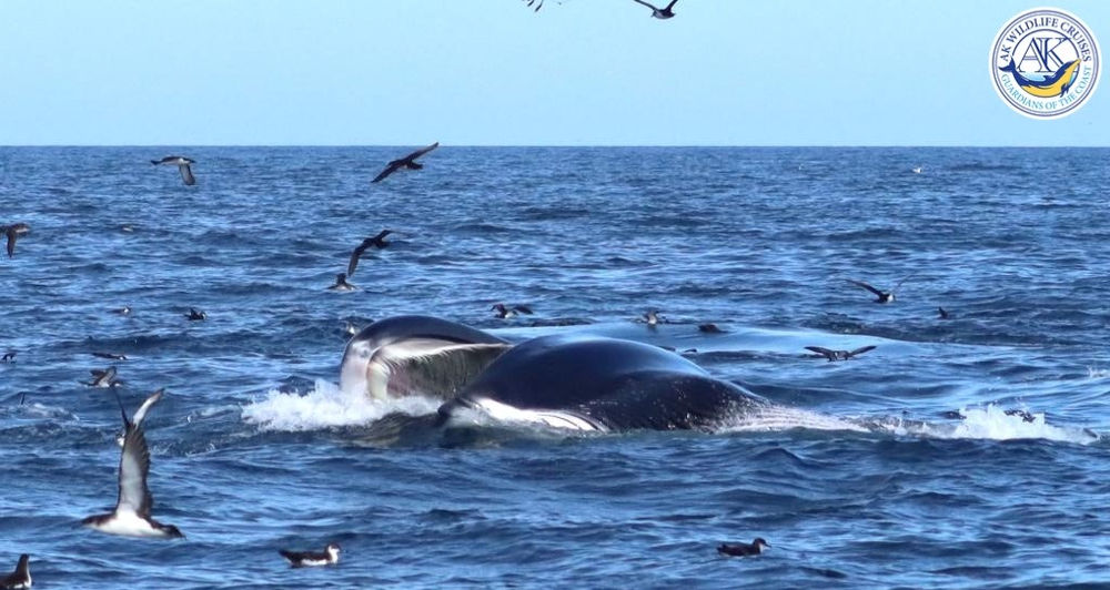 World Class Wildlife found in Falmouth Bay! | AK Wildlife Cruises
