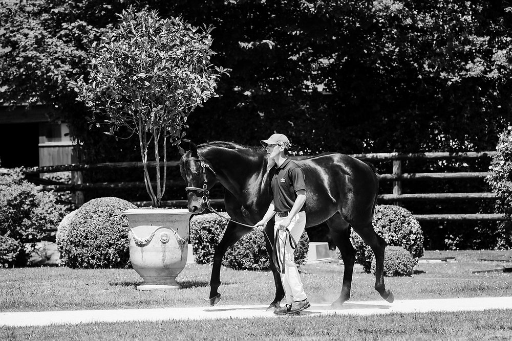 Successful start of November for our stallions