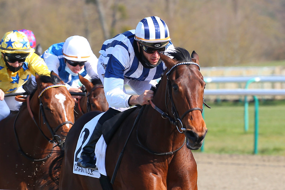 New victories for leading sire Shalaa