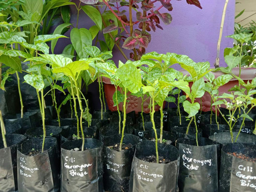 Anak Pokok Cili Geronong | Treevia Agronet