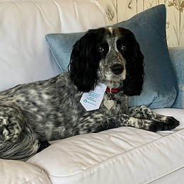 Amersham Dog Care | Lap of Luxury | England