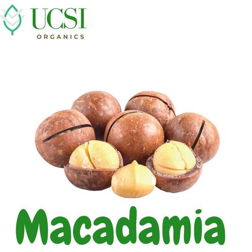 Roasted Macadamia (with shell) 200g | Ucsiorganic